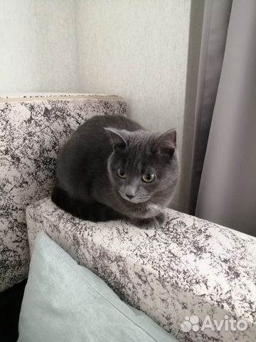 Русская голубая кошка 9 мес
