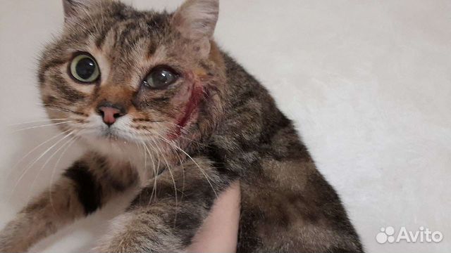 Шотландский котик