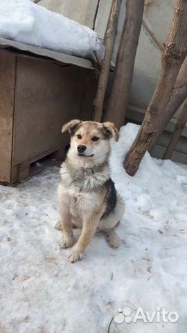 Щенок дворняжка, подросток