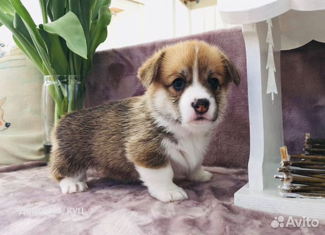 Вельш-корги пемброк шенки продажа
