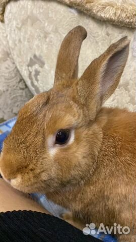 Кролик на вязку