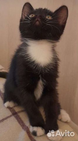 Котята красивые в самые добрые руки