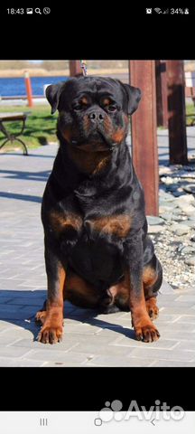 Щенки ротвейлера продажа