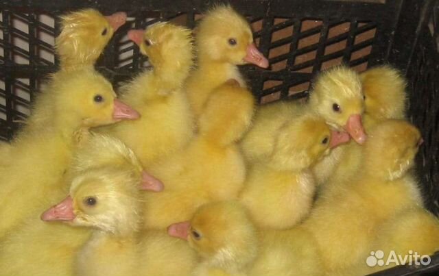 Гусята суточные породы Линда