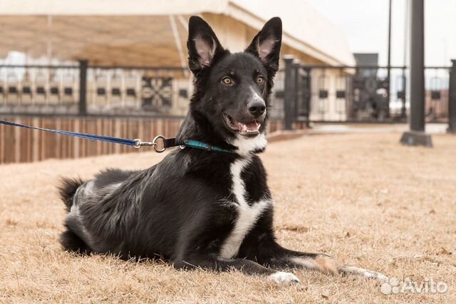 Марсель ищет хозяина и дом