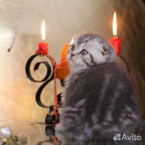 Чистокровные шотландские вислоухие котята