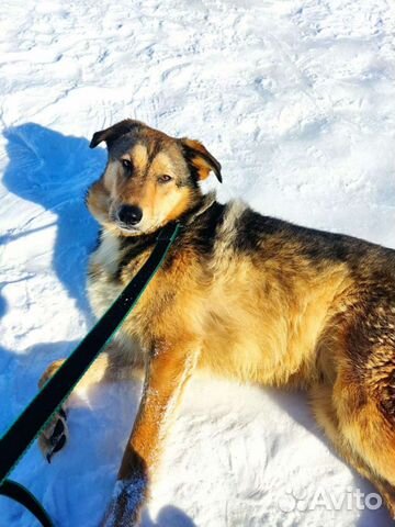 Замечательный пёс в добрые руки