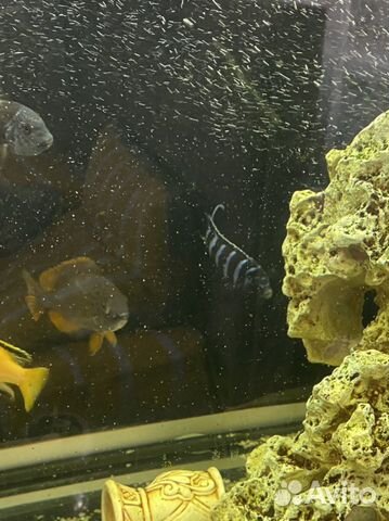 Псевдотрофеус демасони