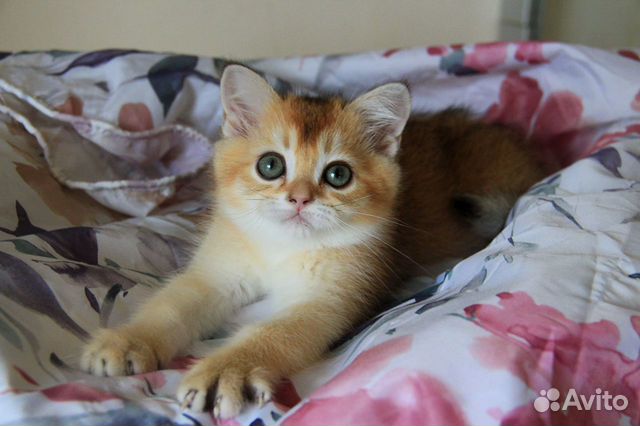 Максик - золотой котик