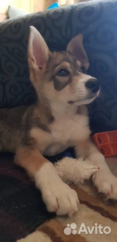 Щенок - мальчик 3-х м. в надежные руки