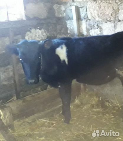 Телка 1 год