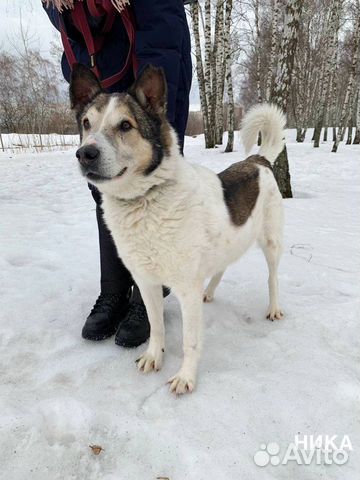 Собака в добрые руки