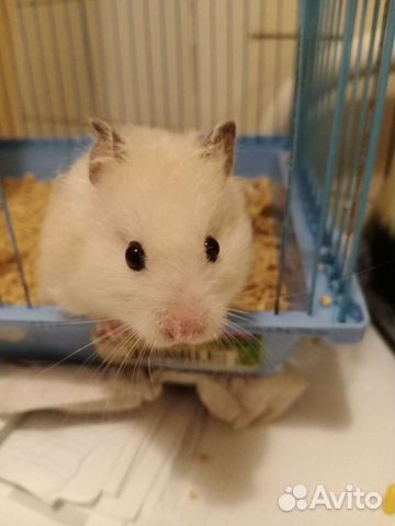 Белый сирийский хомячок. Хомяк