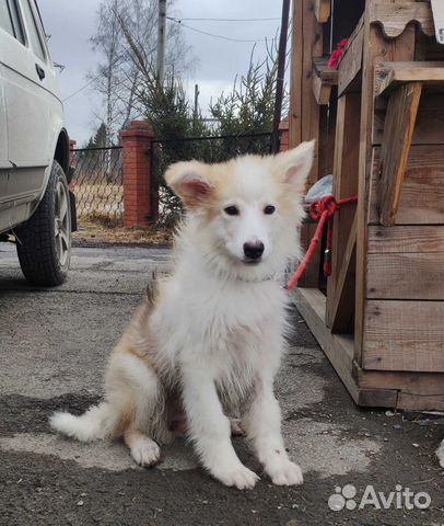 Аска, 5 месяцев. Ищем ответственного Хозяина