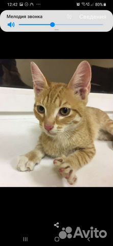 Кошки бесплатно