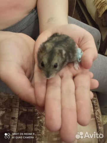 Джунгарский хомяк с клеткой