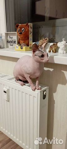 Отдам кошку