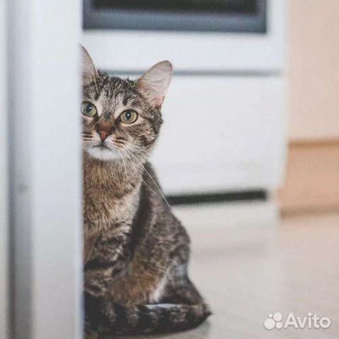 Киса Бася остро нуждается в доме