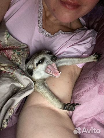 Сурикат мальчик 9 месяцев