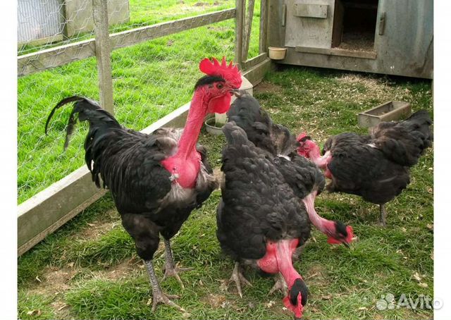 Цыплята Голошейные черные
