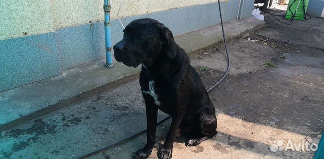 Кобель вязка кане Корсо