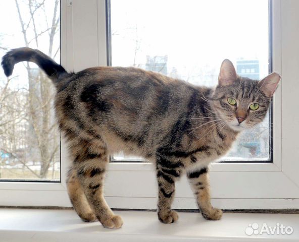 Самая ласковая кошка ищет дом