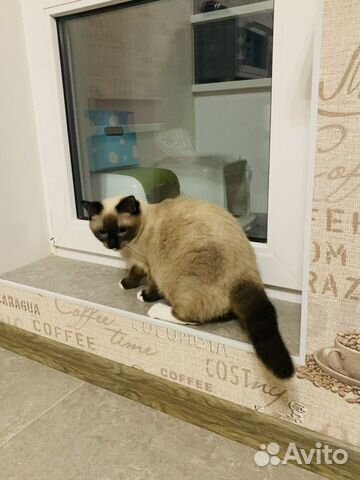 Тайский кот