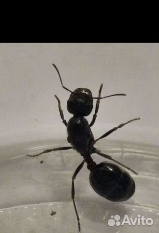 Муравьи