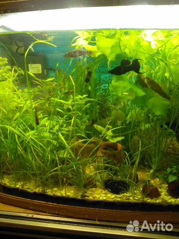 Аквариумные растения прополка