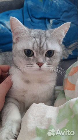Кошка британская шиншилла