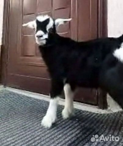 Продам козленка