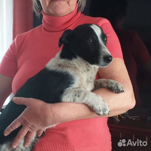 Маленькая собака в дар в добрые руки