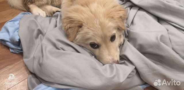 Собака в добрые руки щенок