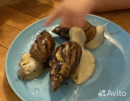 Улитки ахатины с террариумом 3 шт бесплатно