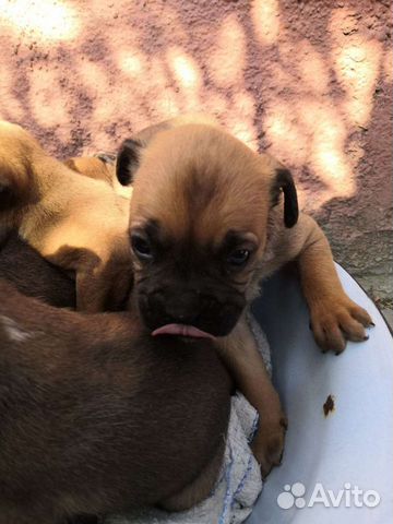 Щенки