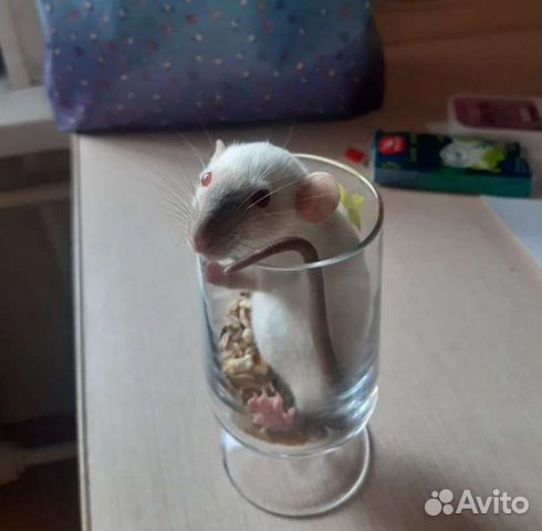 Крысята дамбо