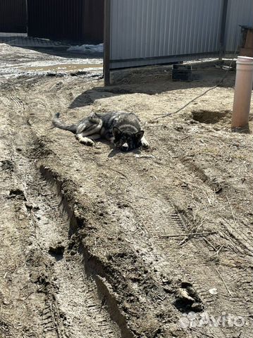 Отдам щенят