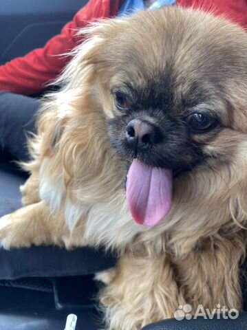 Пекинес кто потерял