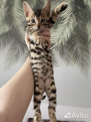 Бенгальские котята