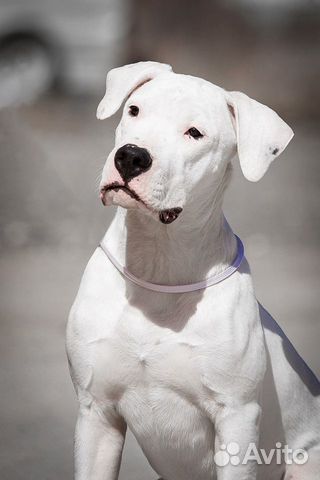 Аргентинский дог, щенок 7 месяцев