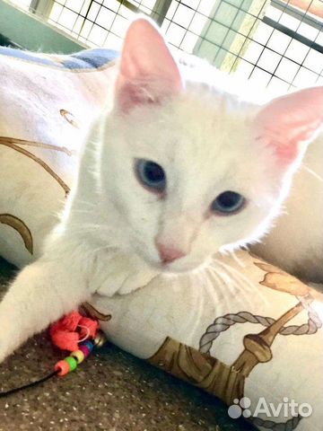 Синеглазого красавца кота бросили в гостинице