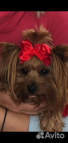 Йоркширский терьер