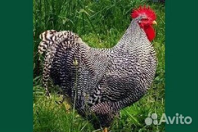 Цыплята суточные