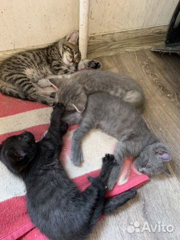 Котята бенгальские метис