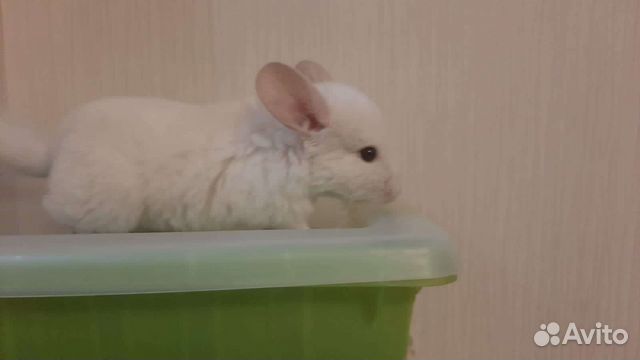 Шиншилла