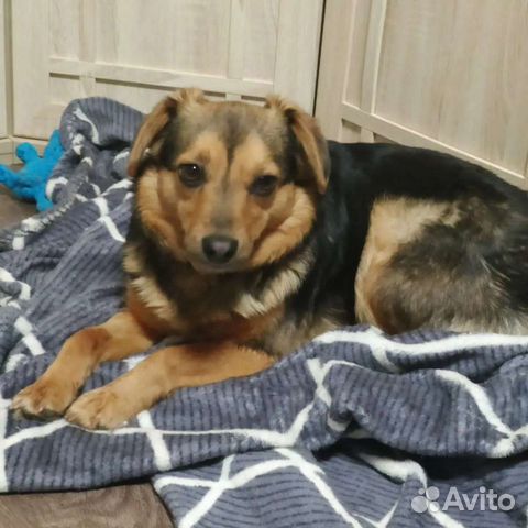 Маленькая собачка, нежная Маргоша ищет дом