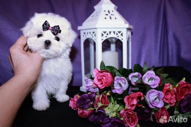 Очаровательный мини мальчик мальтезе 2 мес