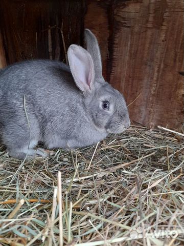 Кролики взрослые и малыши