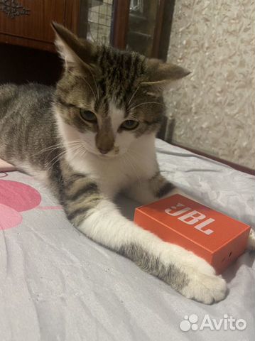 Домашний кот в хорошие руки