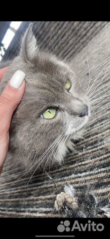 Кошка в добрые руки